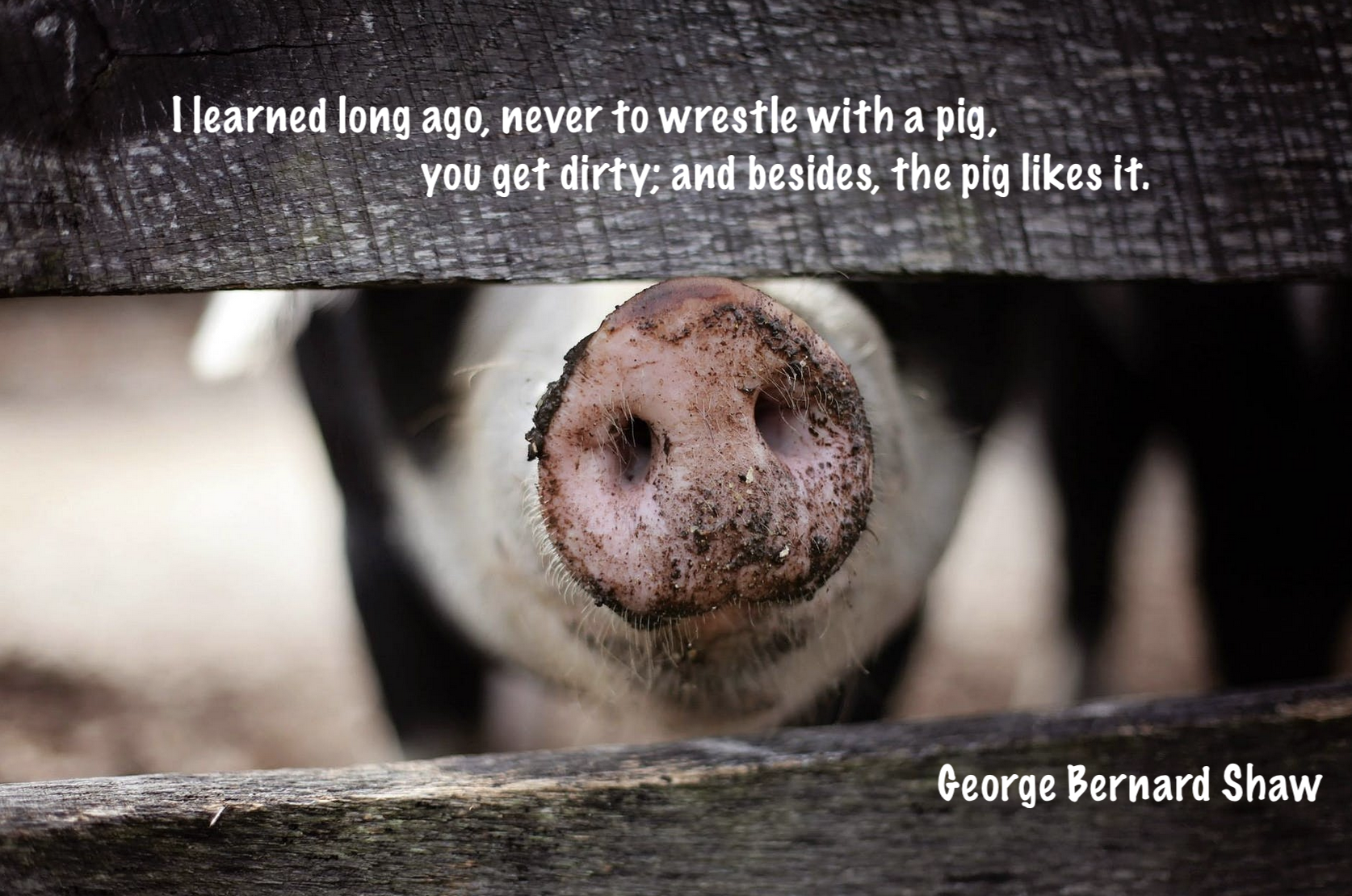 Pig Coup! Pig Coup! | HERISME